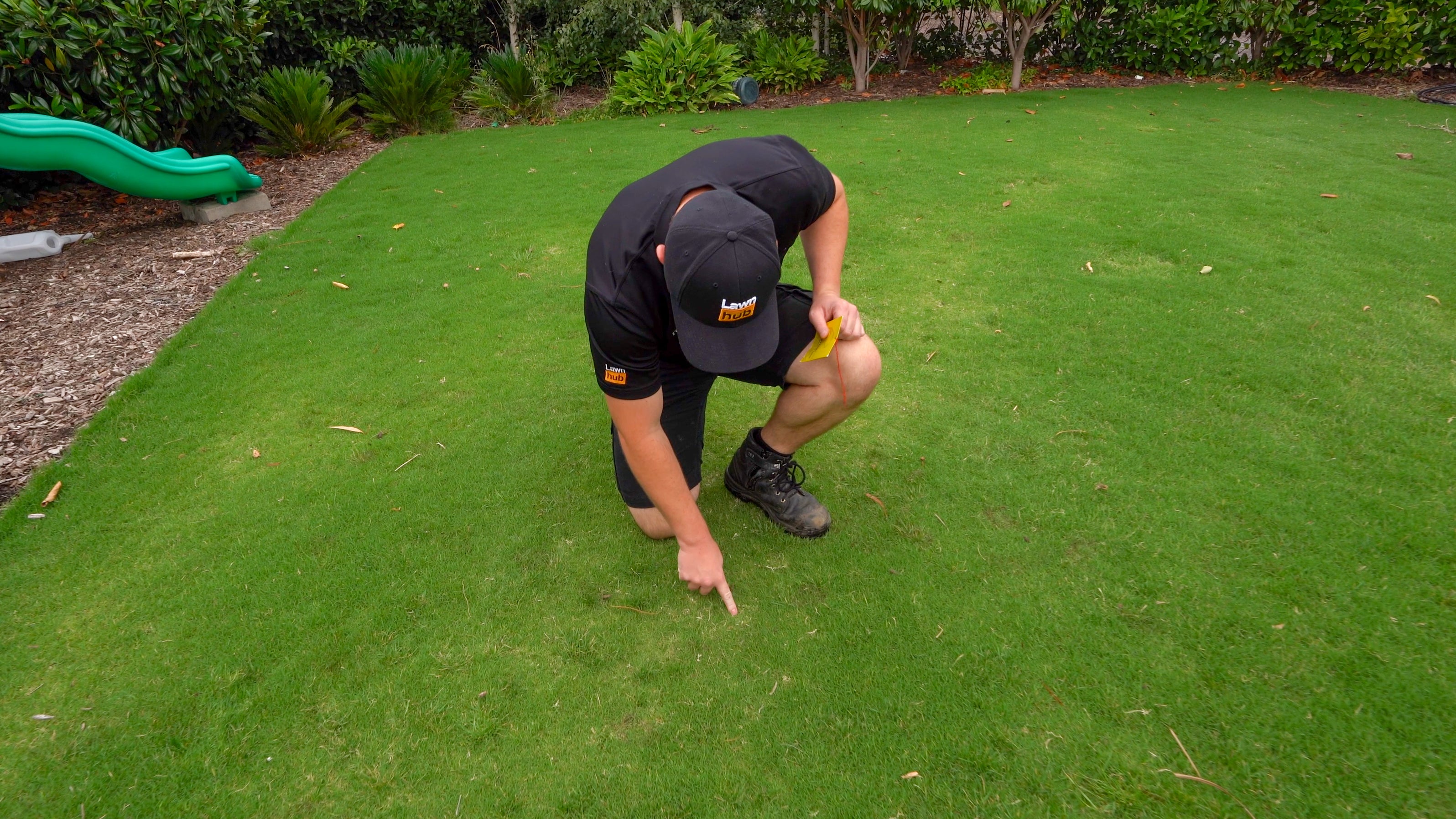 Diagnosing common lawn problems