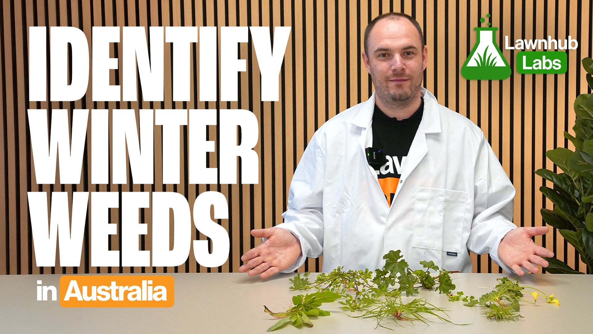 Identifying Common Winter Weeds in Your Lawn